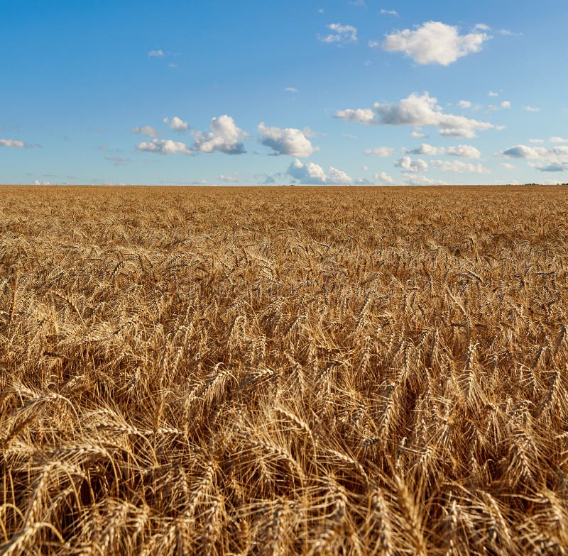 Field of rye stock photo. Image of color, sunset, field - 64443802