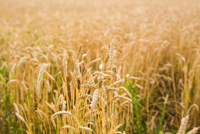 Field of Rye stock photo. Image of farm, cereal, bread - 76118530