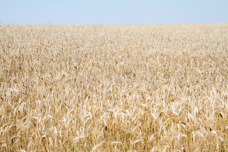 Field of Rye stock photo. Image of grain, feed, grow - 97161828