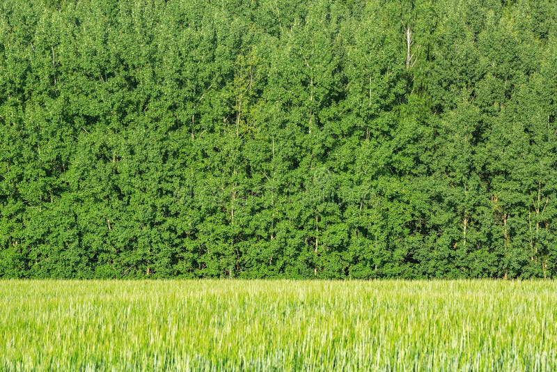 Field with Rye by the Forest at Hot Sunny Day Stock Image - Image of ...