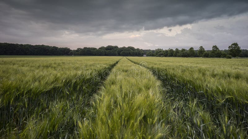 Field of Rye stock photo. Image of saxony, grass, cereal - 98953282