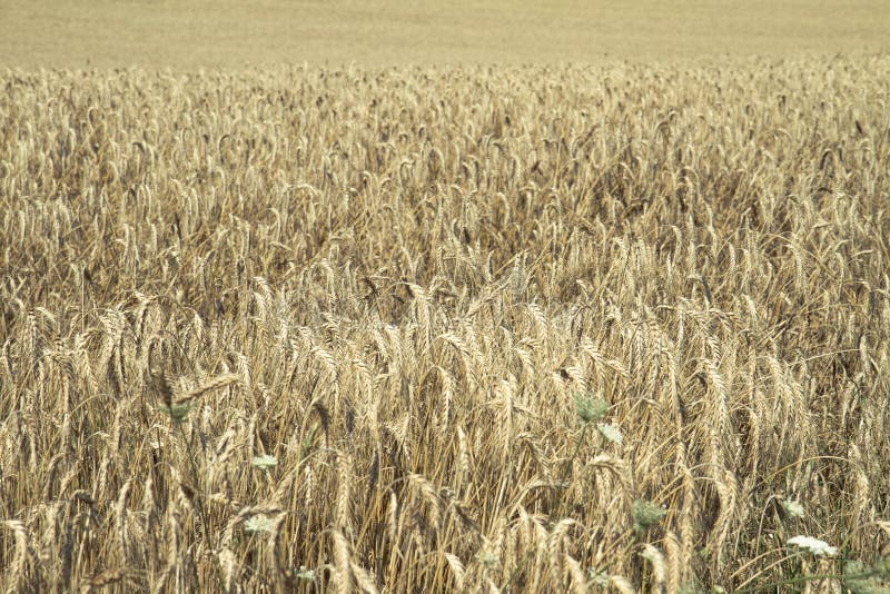 Field of Rye stock image. Image of flour, grow, healthy - 97552551