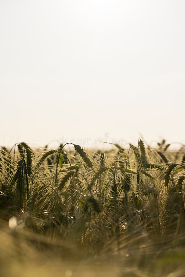 A Field with Rye before Ripening, the Sky Stock Photo - Image of fruit ...