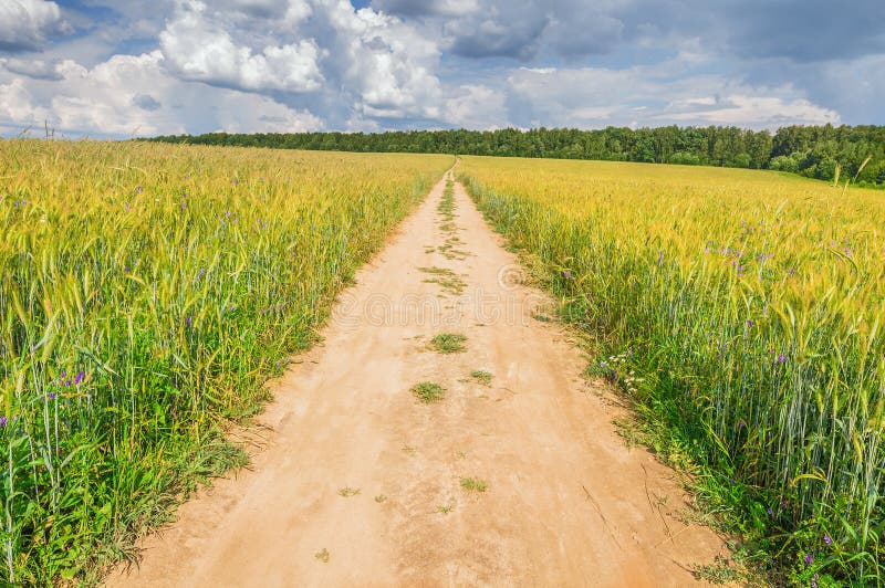 Field with rye and road. stock photo. Image of cereal - 56215794