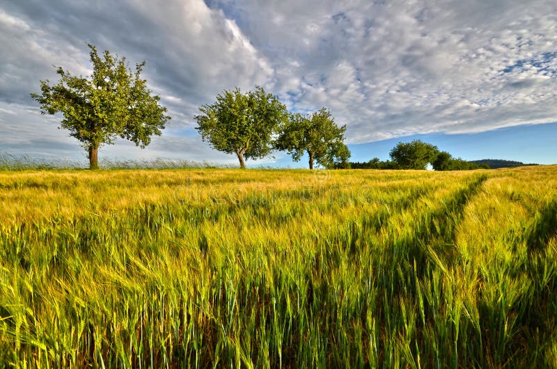 Field of rye stock image. Image of blue, crop, corn, farm - 55684979