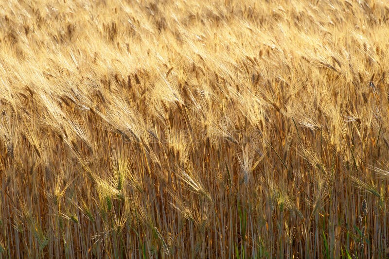 Field of the Rye stock photo. Image of nature, cloud - 32876876
