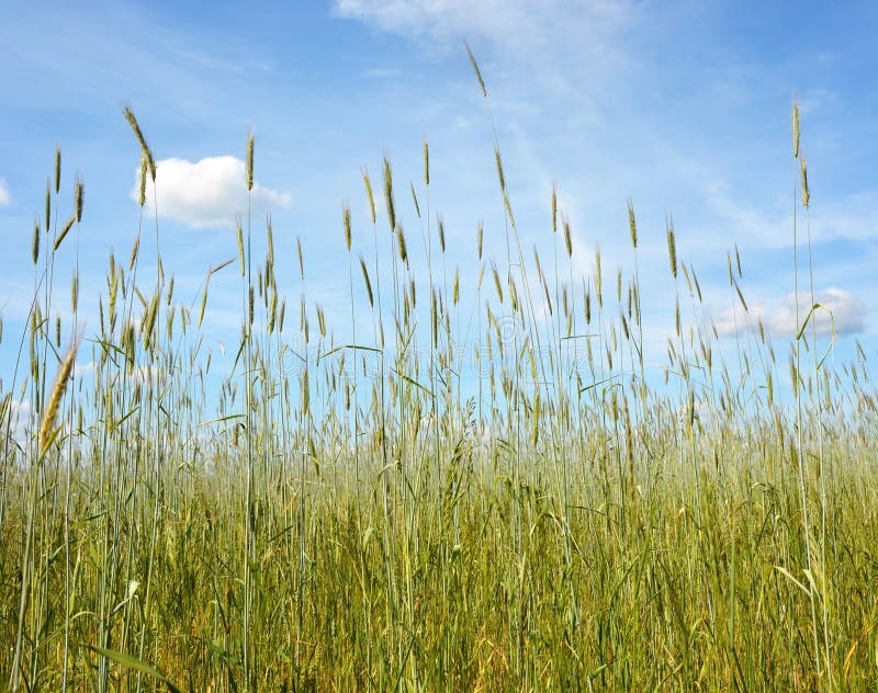 Field of rye stock photo. Image of farming, abundance - 56075744