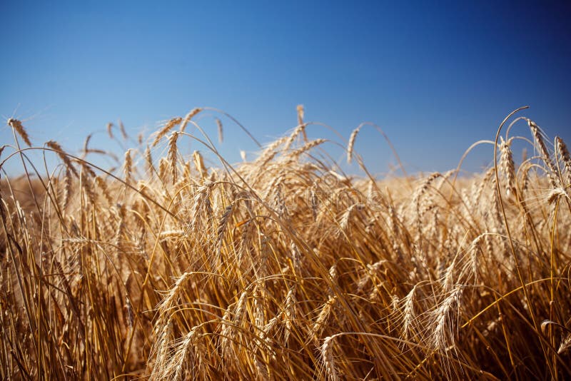 Field with rye stock photo. Image of field, farm, evening - 100348008