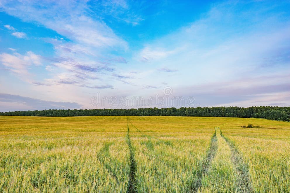 Field with rye stock photo. Image of harvest, land, dusk - 153897976