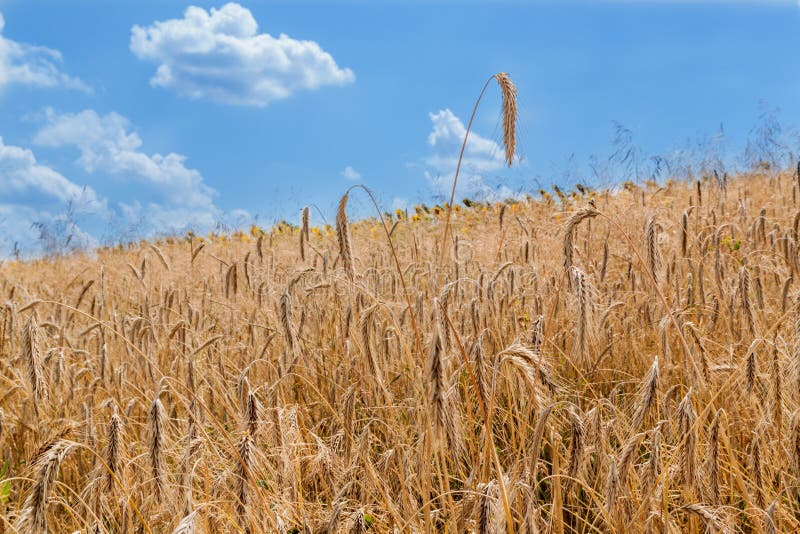 Field of Rye Under a Blue Sky Stock Image - Image of barley, meal ...