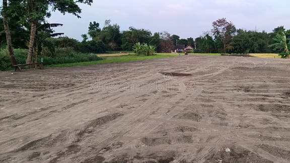 Field with Sand and Rice Fields with Trees Stock Photo - Image of leaf ...
