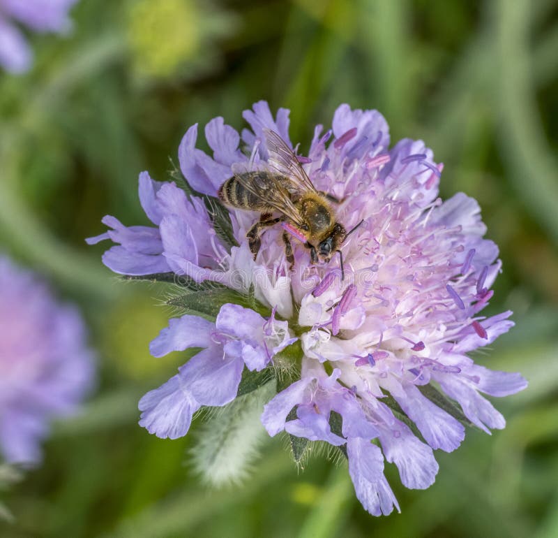 Field Scabious Flower and Bee Stock Photo - Image of kingdom, detail ...