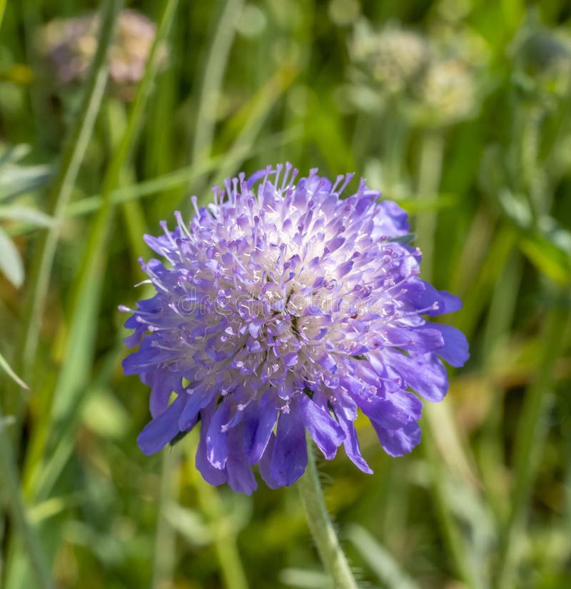 Field scabious flower head stock image. Image of time - 193182417