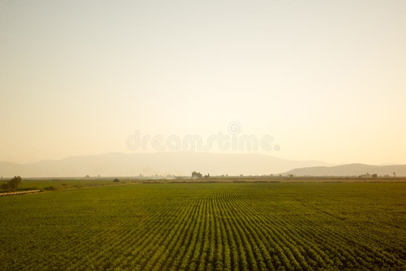 Field scape stock photo. Image of oxygen, grass, azure - 4445172