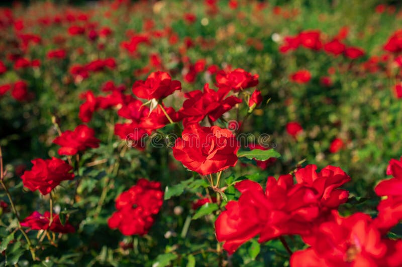 Field of scarlet roses stock image. Image of plant, decoration - 335769337