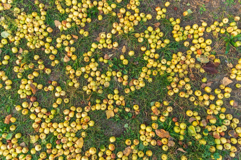 A Field Scattered with Countless Small, Yellow Apples Lying on the ...
