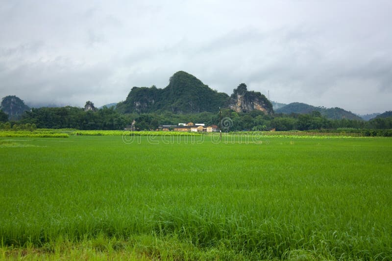 Field scenery stock image. Image of agriculture, shenzhen - 12864711