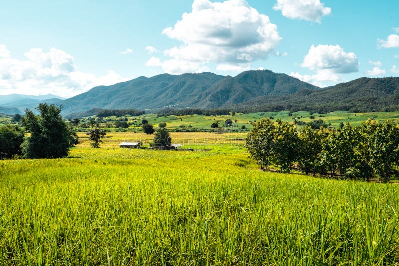 Field Scenery Views and Green Fields on a Clear Day Stock Photo - Image ...