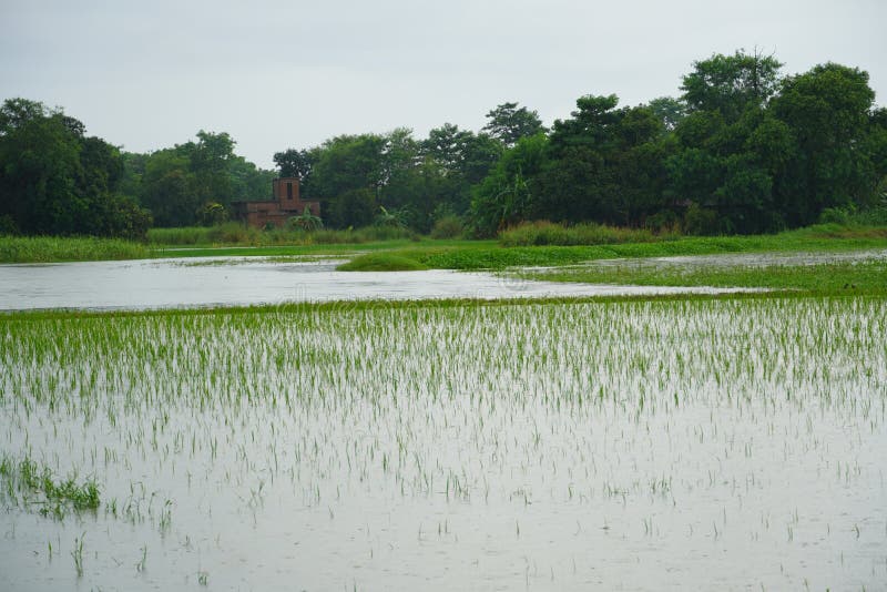 Field scenes stock photo. Image of grass, delhi, tree - 261132938