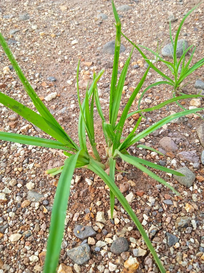 Field Sedge or Cyperus Rotundus Stock Photo - Image of sedge, commonly ...