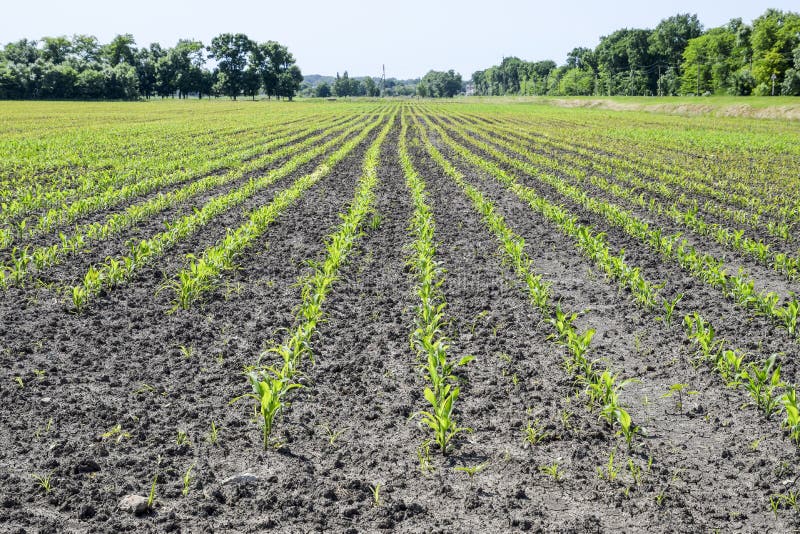 Field of Seedlings of Corn. Young Corn in the Field Stock Image - Image ...