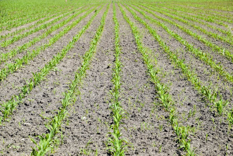 Field of Seedlings of Corn. Young Corn in the Field Stock Image - Image ...