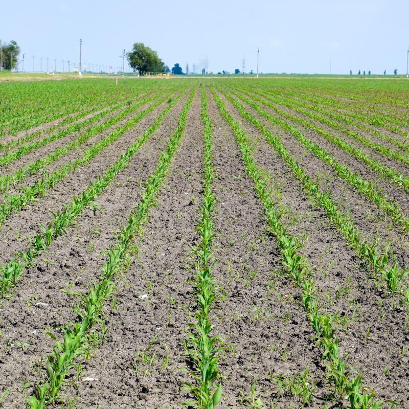 Field of Seedlings of Corn. Stock Photo - Image of gardening ...