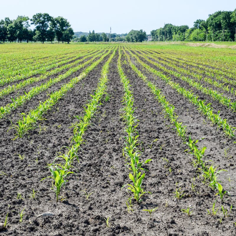 Field of Seedlings of Corn. Stock Photo - Image of grain, close: 141463666