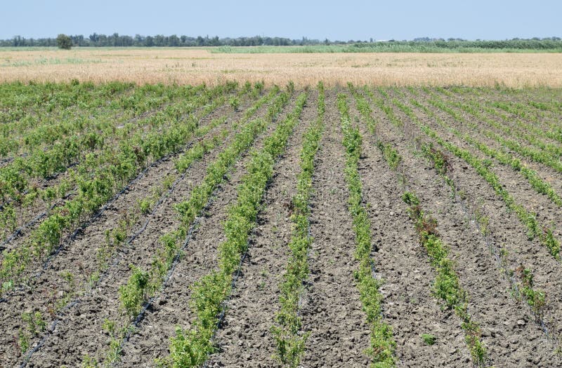 Field with Seedlings of Fruit Trees. Reproduction of Fruit Stock Image ...