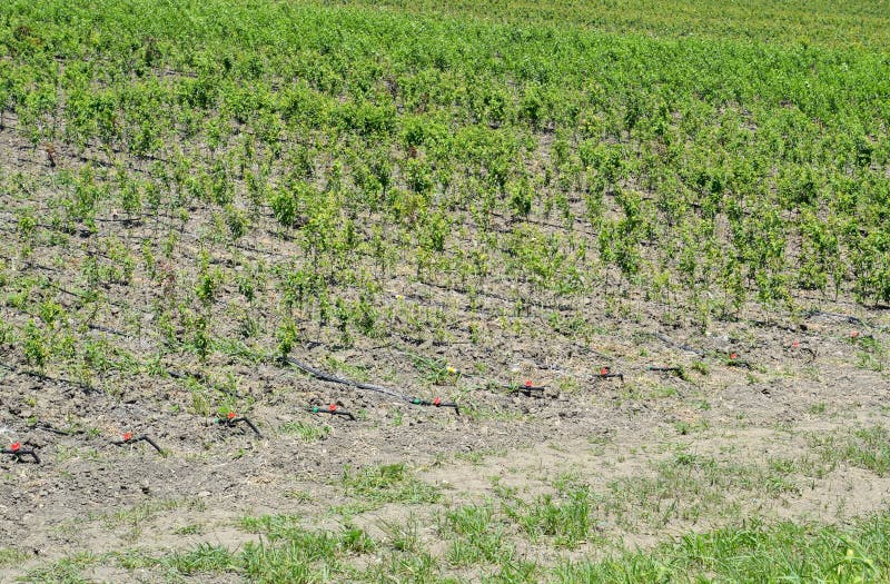 Field with Seedlings of Fruit Trees. Reproduction of Fruit Stock Photo ...