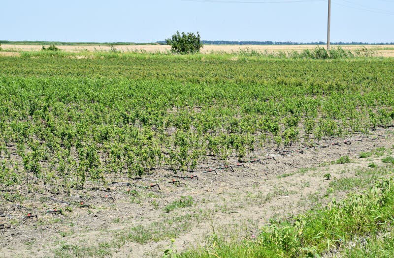 Field with Seedlings of Fruit Trees. Reproduction of Fruit Stock Image ...