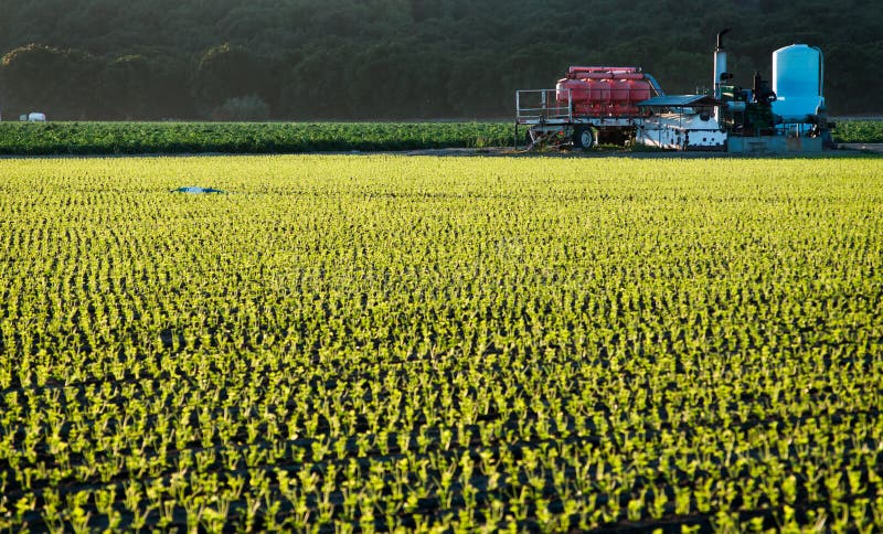 Fields of Seedlings stock photo. Image of afternoon, agriculture - 29963516