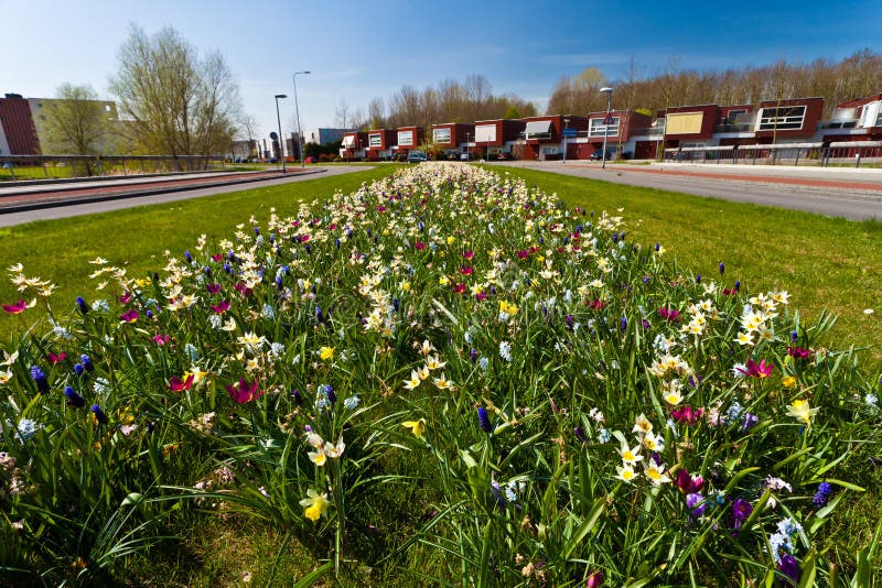 Field with Several Spring Flowers Stock Photo - Image of street, season ...
