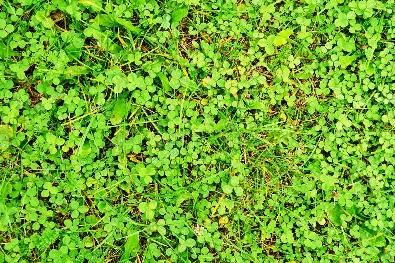 Close Up of a Field of Shamrock Stock Photo - Image of rain, nature ...