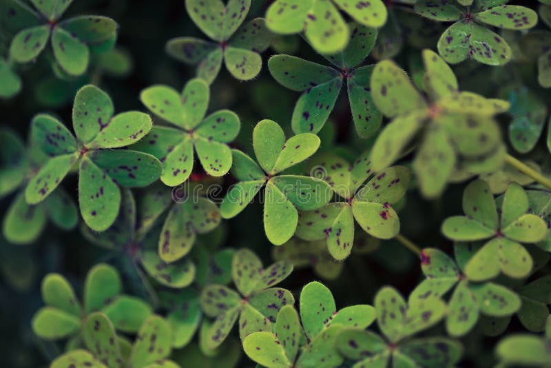 Field of Shamrocks stock photo. Image of lucky, carpet - 191367788