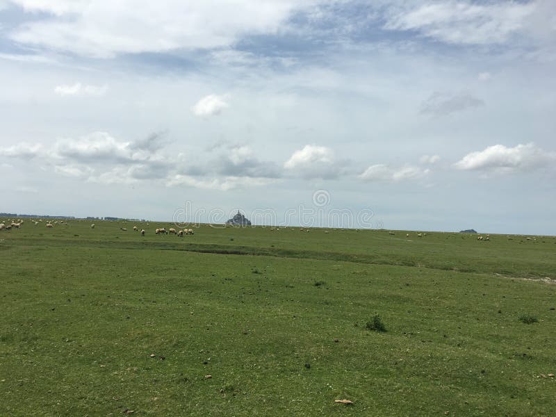 A Field with Sheep in Front of a Castle of Mont-Saint-Michel Stock ...