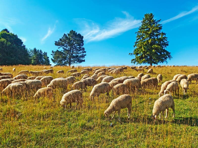 Field with sheep grazing stock image. Image of farm - 344106851