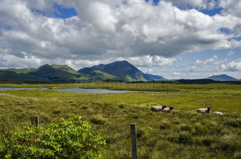 A field with sheeps stock photo. Image of ireland, blue - 32977912