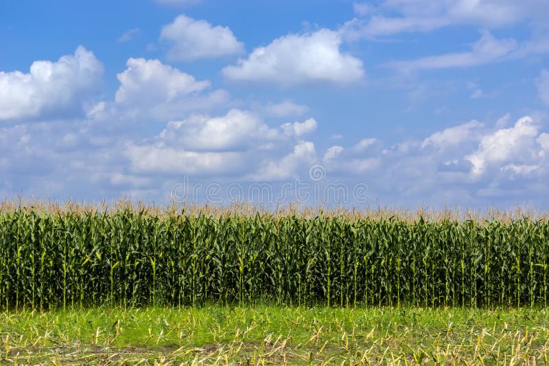 Field of Silage Corn Under a Blue Sky with Clouds Stock Photo - Image ...