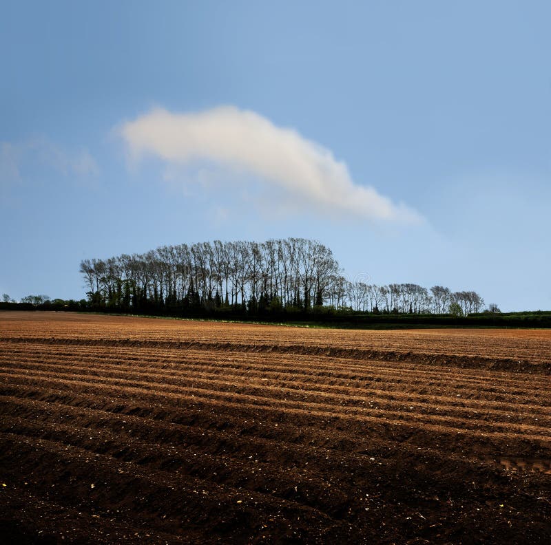 Field with Silhouetted Trees in Norfolk, UK Stock Image - Image of ...