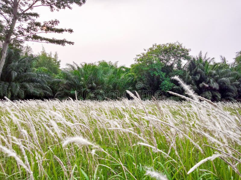 Field of silver grass stock photo. Image of lawn, green - 205401748