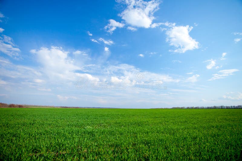 Field and sky stock image. Image of green, spring, outdoors - 21017927