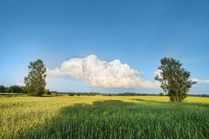Field and sky. stock image. Image of white, land, pasture - 27736467