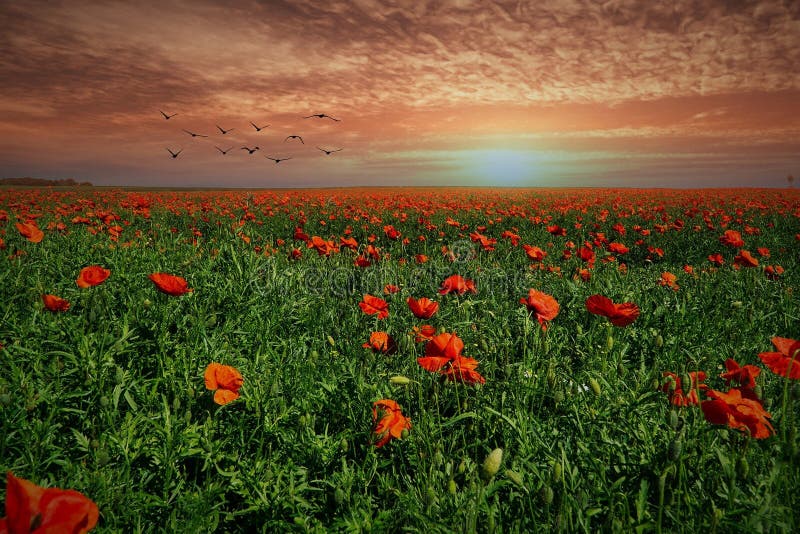 Field, Sky, Ecosystem, Wildflower Picture. Image: 101154941