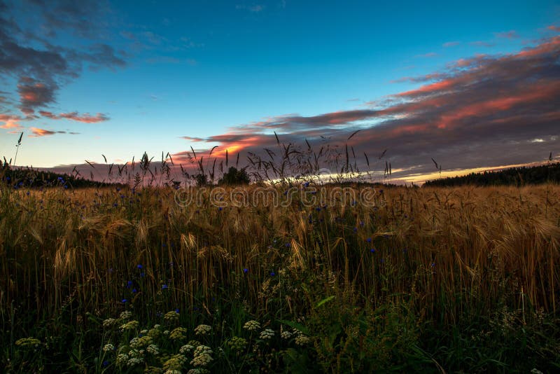Field, sky, sunrise stock image. Image of rustic, morning - 153461281