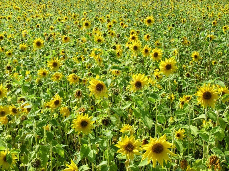 Field of Small Blooming Sunflowers, Rural Landscape. Stock Image ...