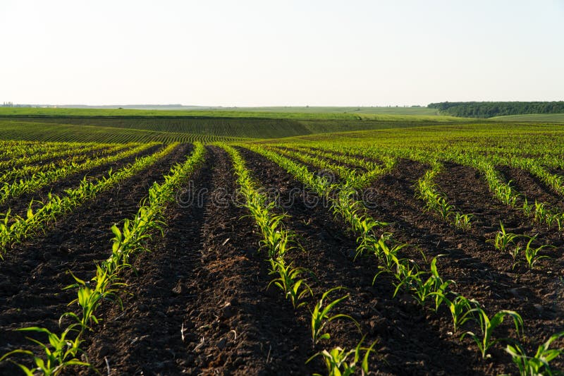 Small Corn Sprouts Grow in the Field. Rows of Small Corn Plants ...
