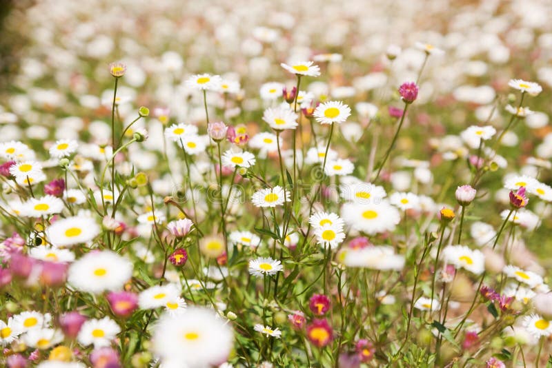 Field of small daisies stock photo. Image of color, colorful - 63078176