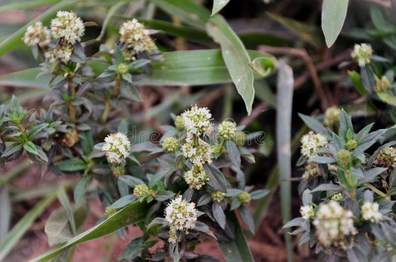 In the Field, the White Flowers of Spermacoce Verticillata Stock Image ...