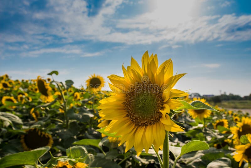 Field of Small Sunflowers, Agriculture Illustration Stock Photo - Image ...